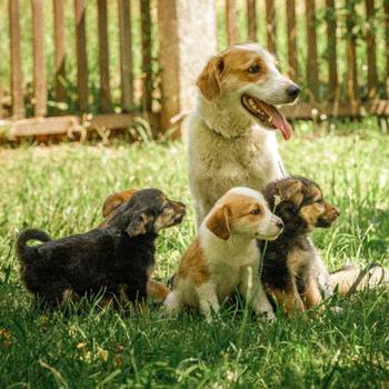 Dog Breeding for Beginners - Potty Buddy™