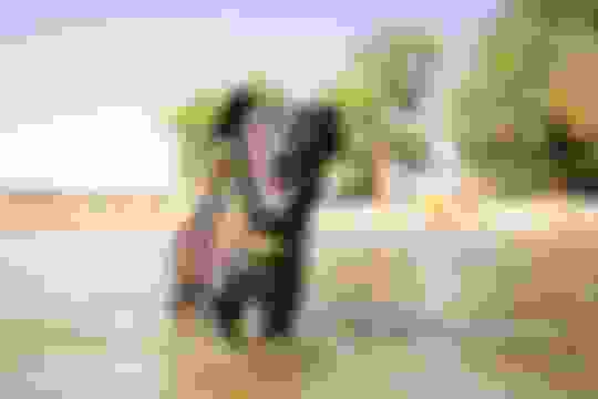 Mutt Love! 10 Reasons Why We Love Mixed Breeds – 4Knines®