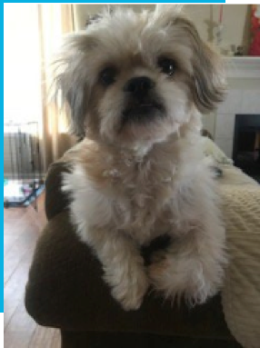 How Much Are Cortisone Shots For Dogs