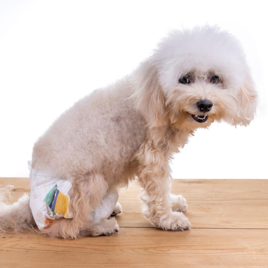How to Choose the Best Dog Diapers - The Complete Guide - Potty Buddy™