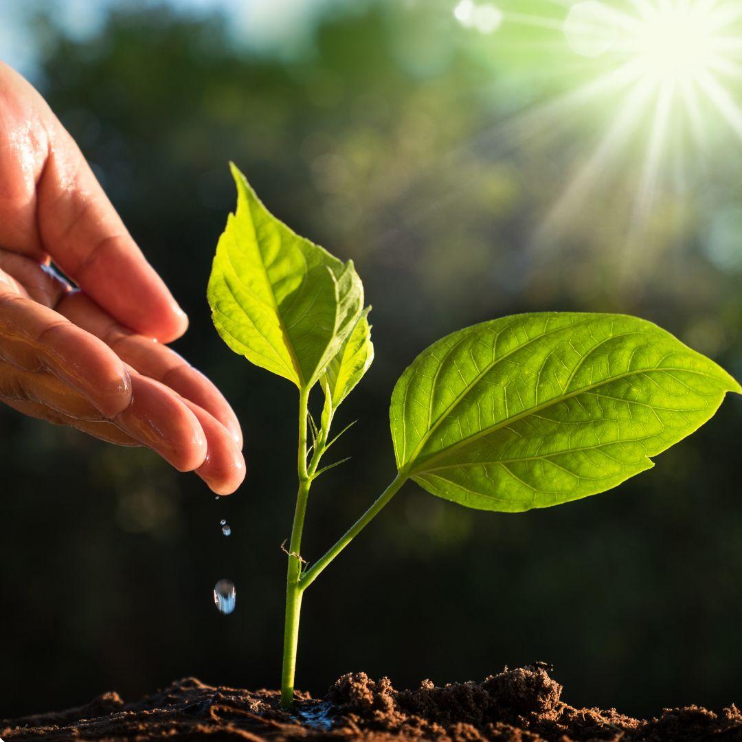 Organic Turmeric Curcumin 60 caps – Herbal Roots