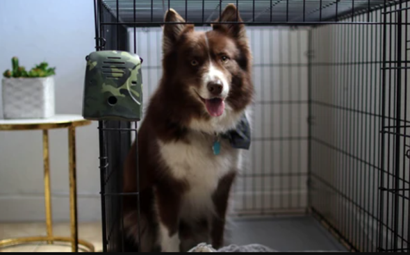 Dog Silencer® MAX - Stop Barking Up to 300 Feet Away - Humane and Shock ...