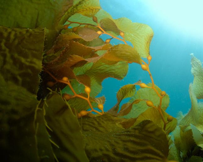 How Eating Seaweed Can Save the Planet: The Superfood of the Sea ...