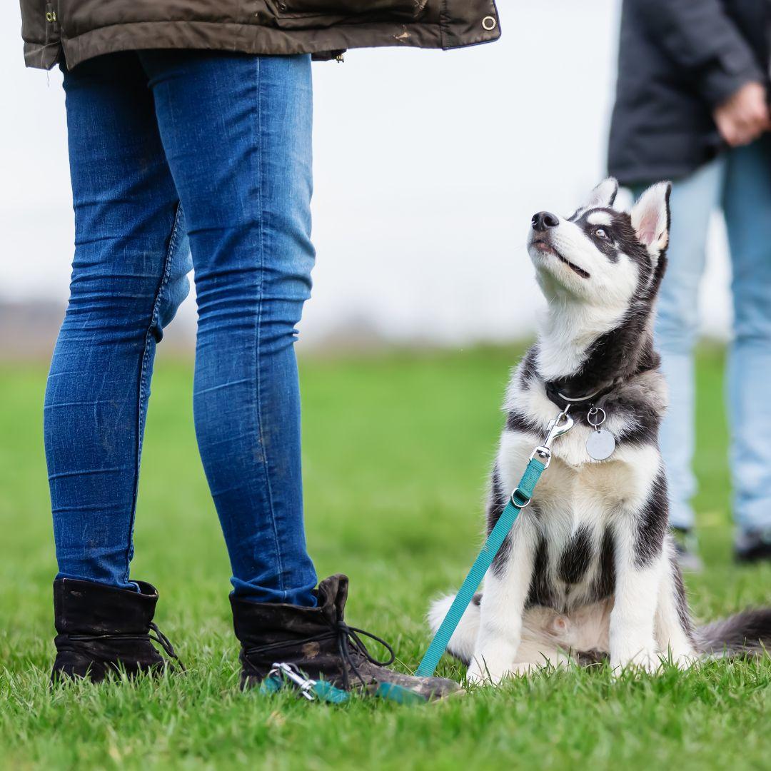 How to Train a Dog to Sit - 7 Easy Steps | Potty Buddy - Potty Buddy™