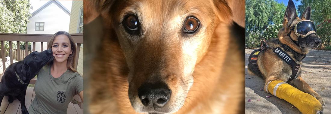 The Story of America's Retired Working Dog Heroes