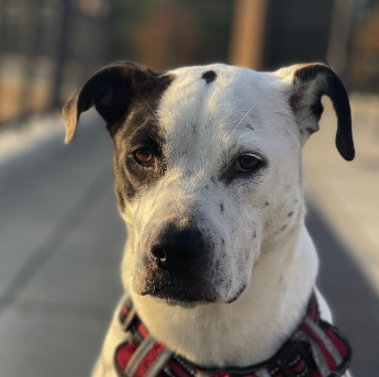 Why Pit Bulls Suffer from Itchy Skin. The Genetic Truth