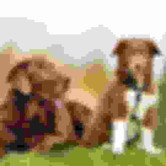 A Beginners Guide to Making Your Dog a Stud - Potty Buddy™