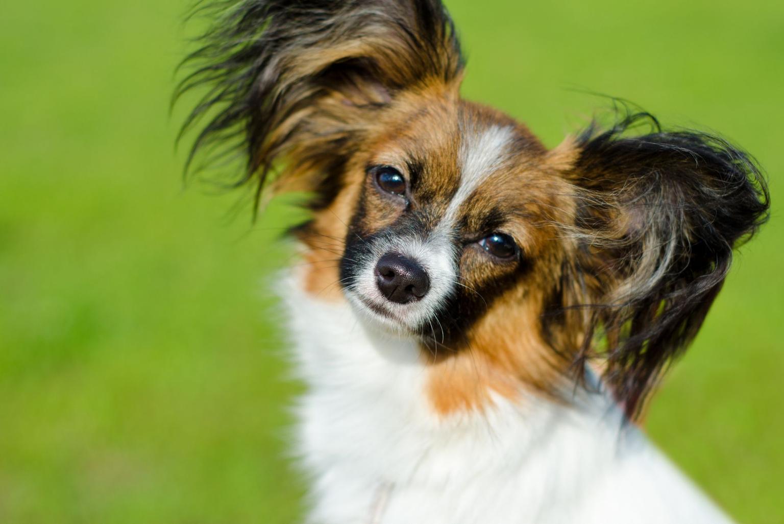 Papillon Dog Breed Information and Characteristics - Potty Buddy ...