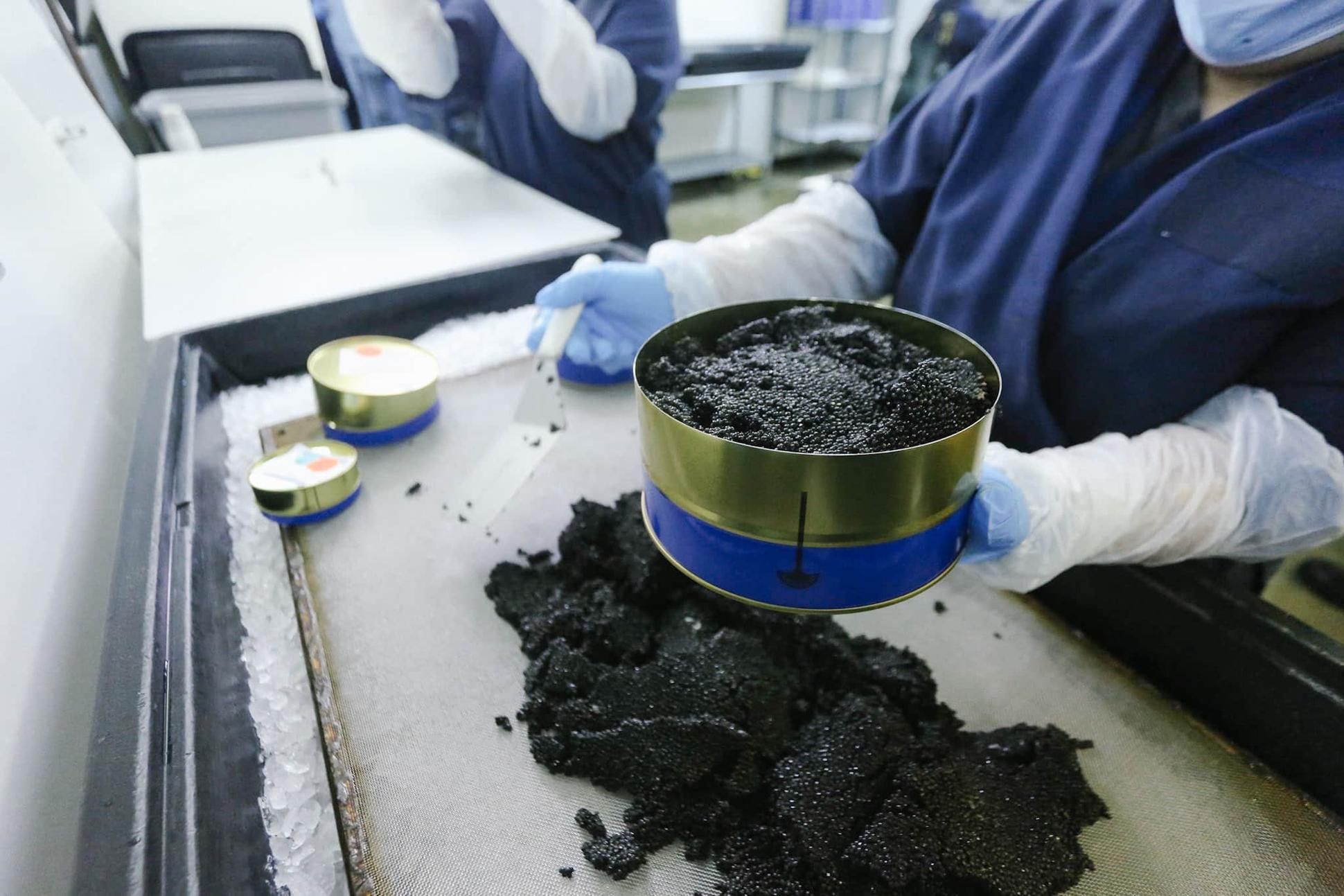 Unveiling the Cost: How Much is Caviar and Why is it So Expensive ...