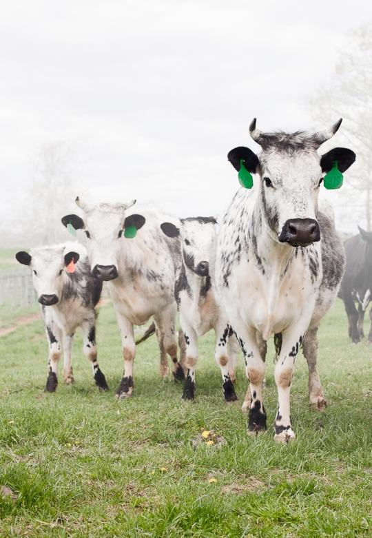 Our Cows – Chapel Hill Farm Randall Linebacks