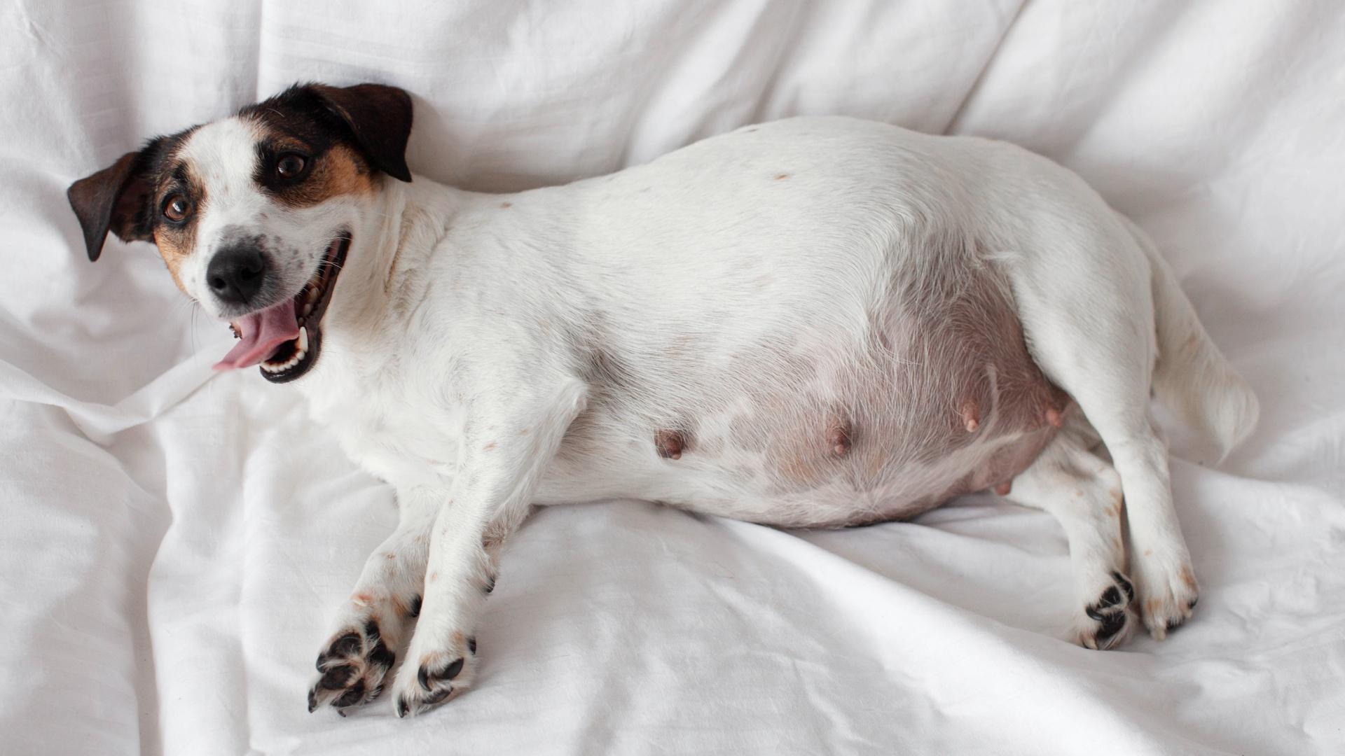 Signs of Pregnancy in Dogs: How to Tell If Your Dog Is Pregnant - Potty ...