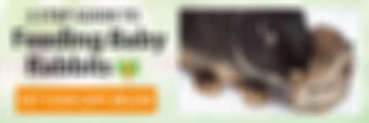 What Do You Feed Baby Rabbits and How?