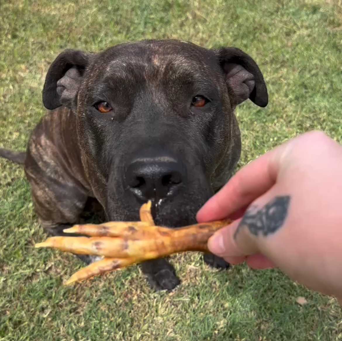 3 Ways to Add Toppers to Your Dog’s Kibble – Pet Snacks