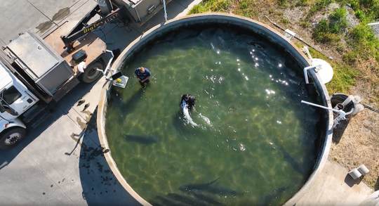 How is Caviar Harvested? Unraveling the Sea's Exquisite Treasure ...