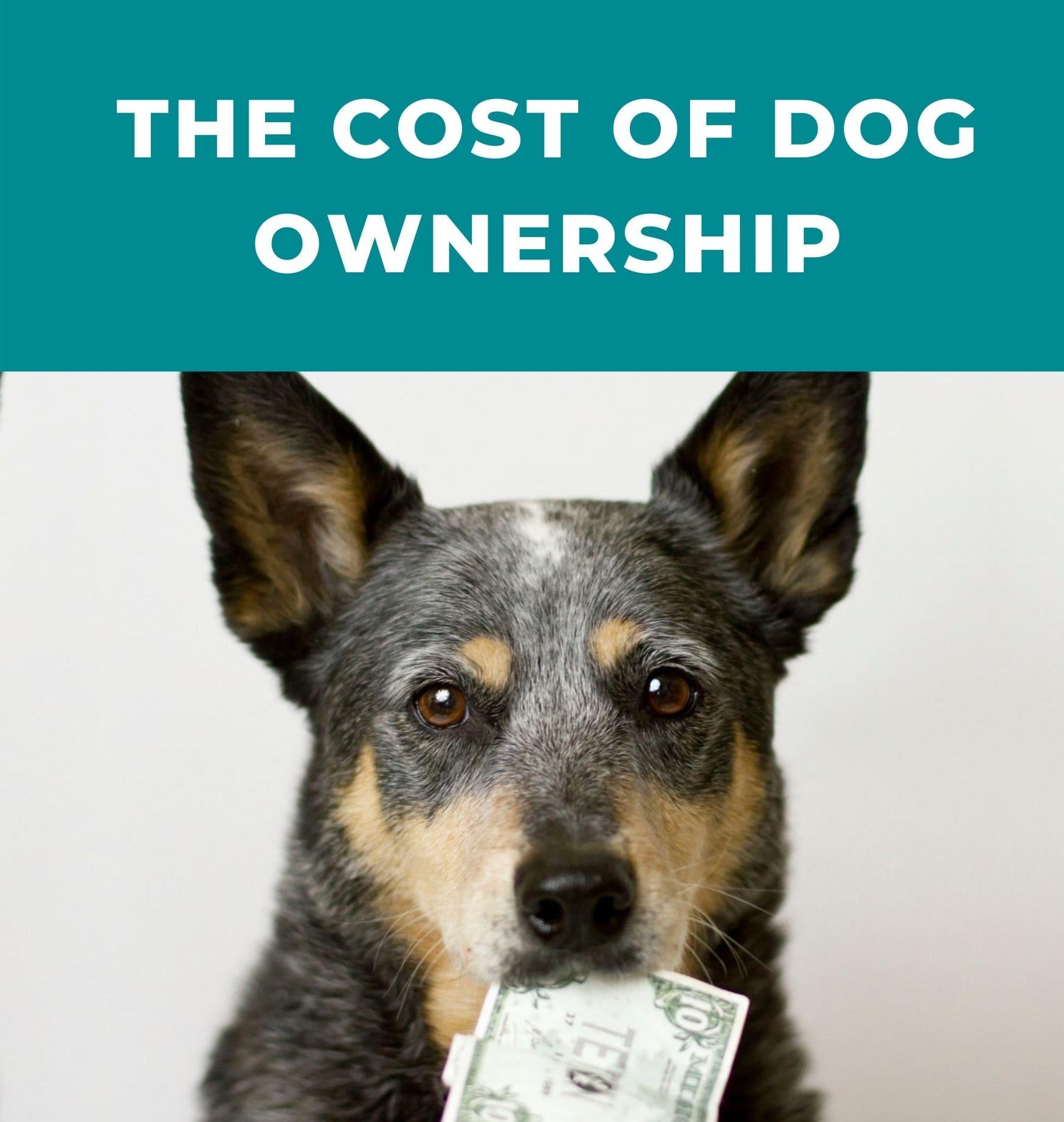 The Cost Of Dog Ownership - Potty Buddy™